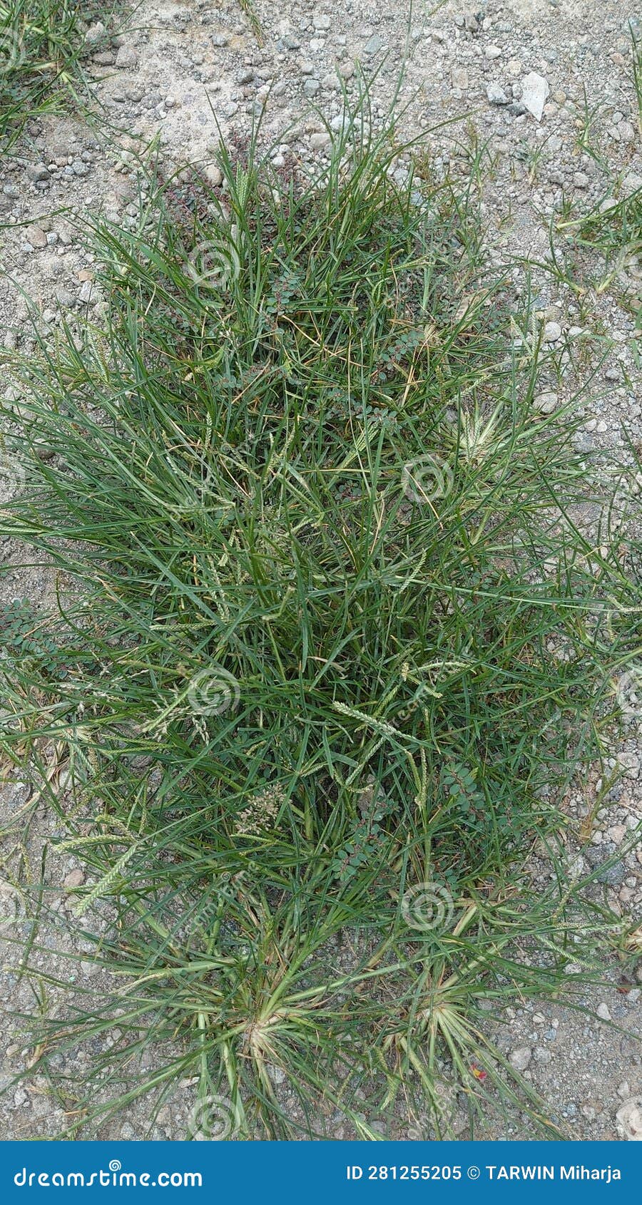 Graas road picture stock image. Image of looking, nice - 281255205