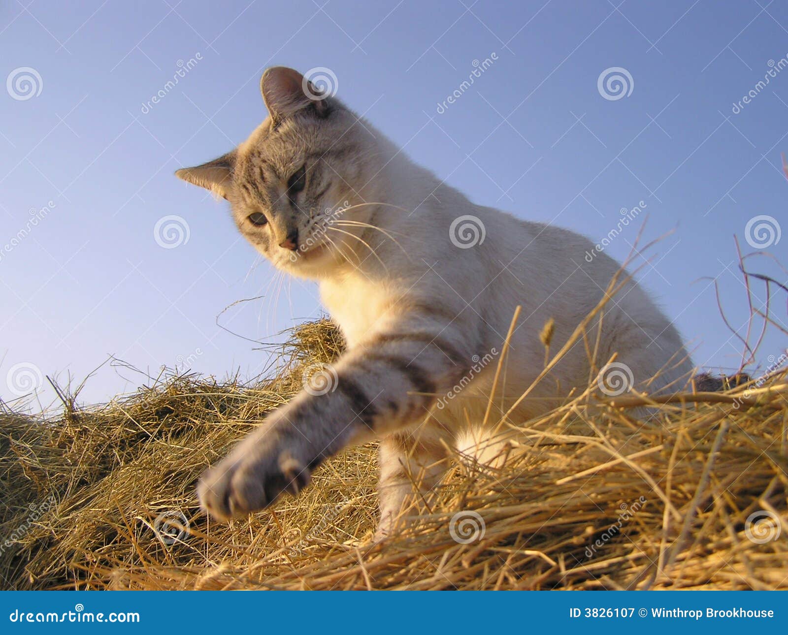 The Grab stock image. Image of outdoors, playful, feline - 3826107