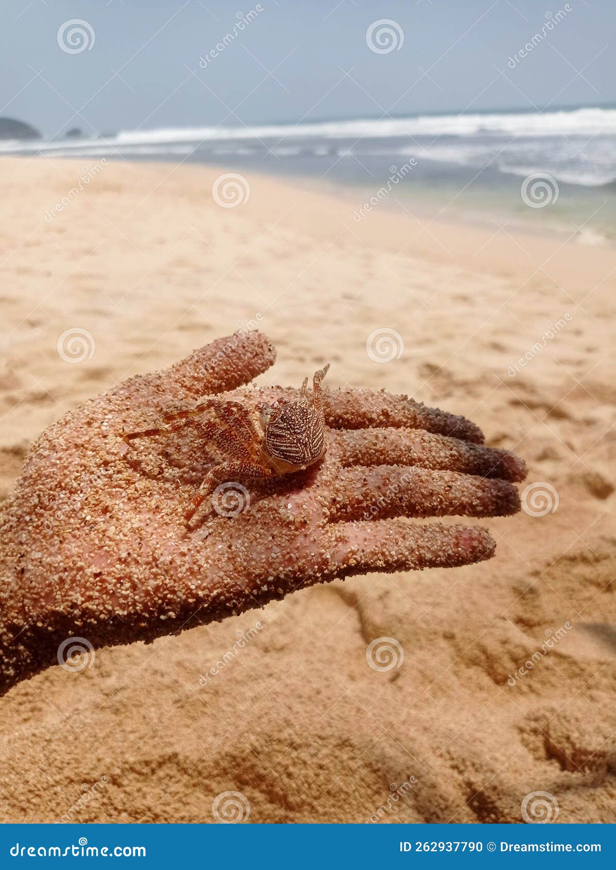 Grab a crab stock photo. Image of soil, shore, leaf - 262937790