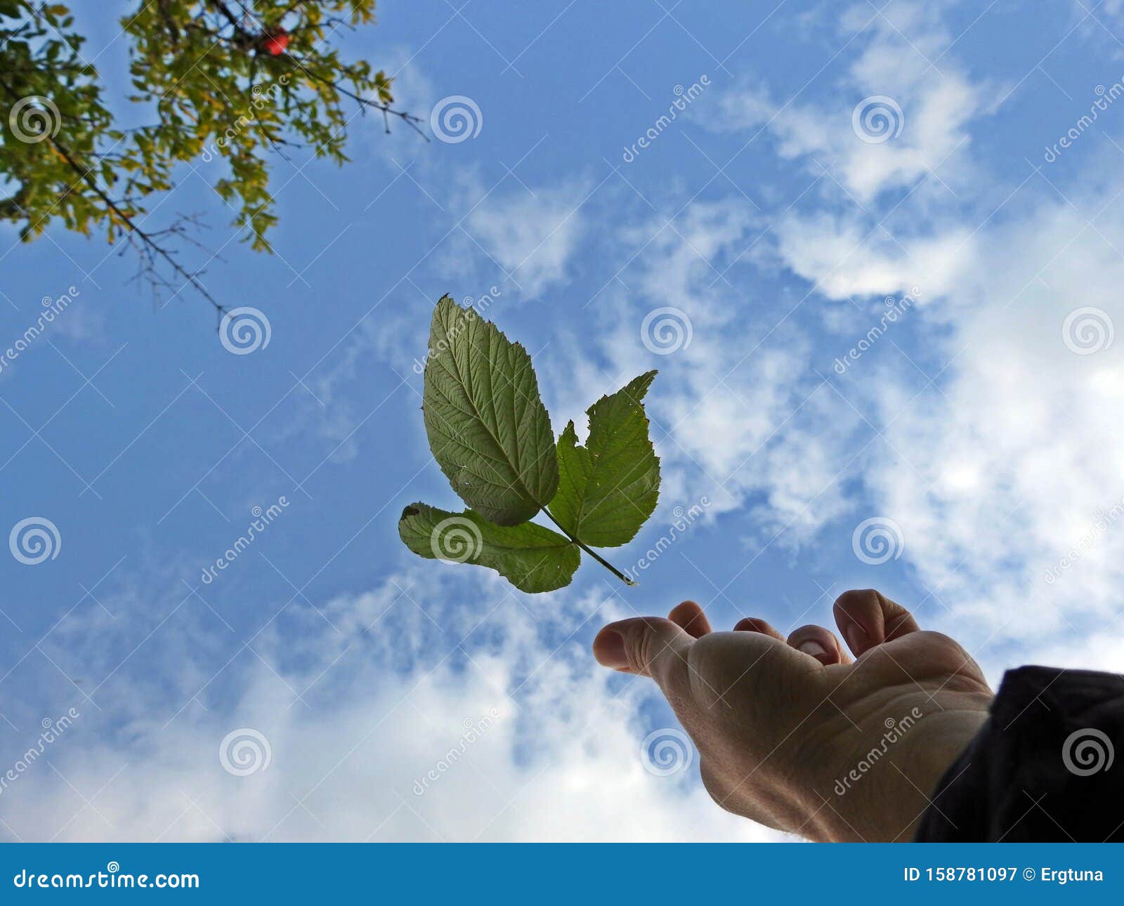 Grab a falling leaf stock image. Image of hand, blue - 158781097