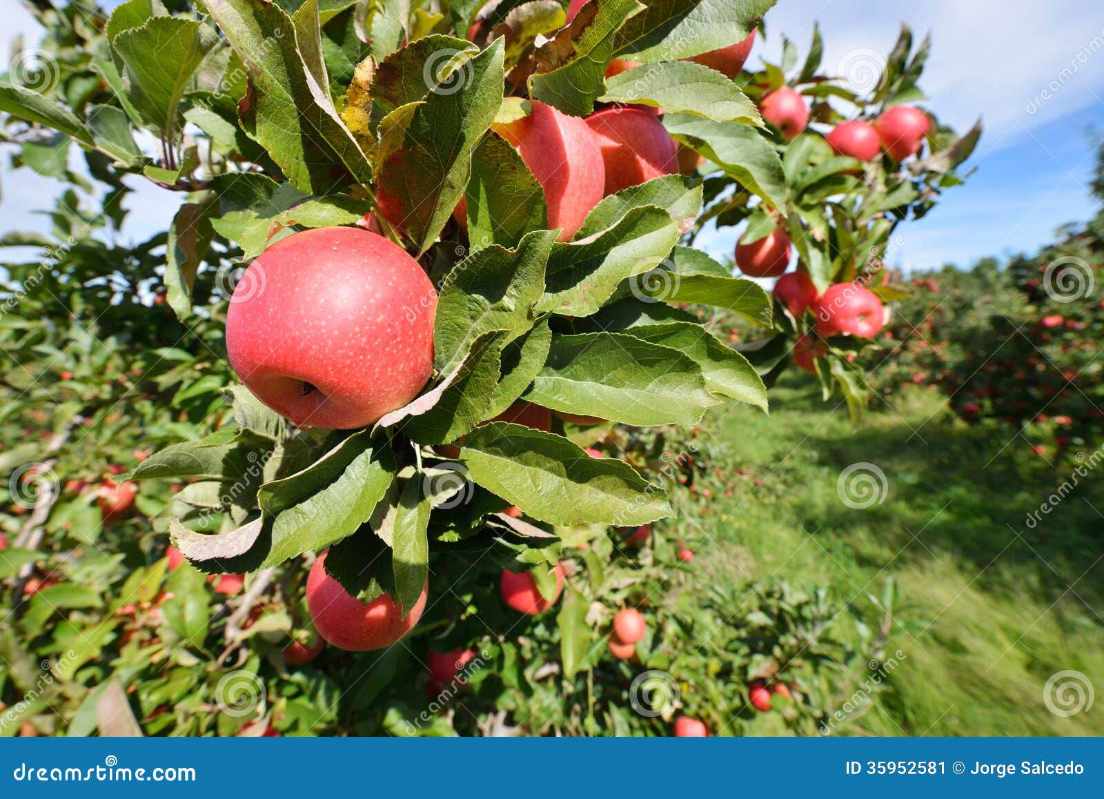 Grab it! stock image. Image of landscape, fall, leaf - 35952581