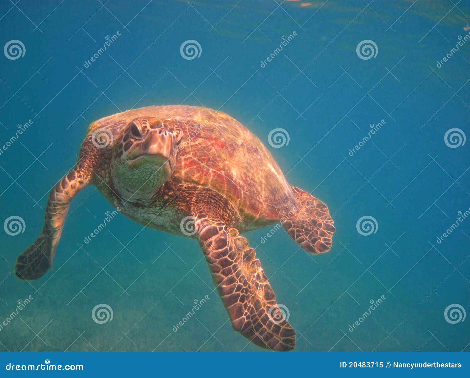Grab shell stock image. Image of swimming, water, green - 20483715