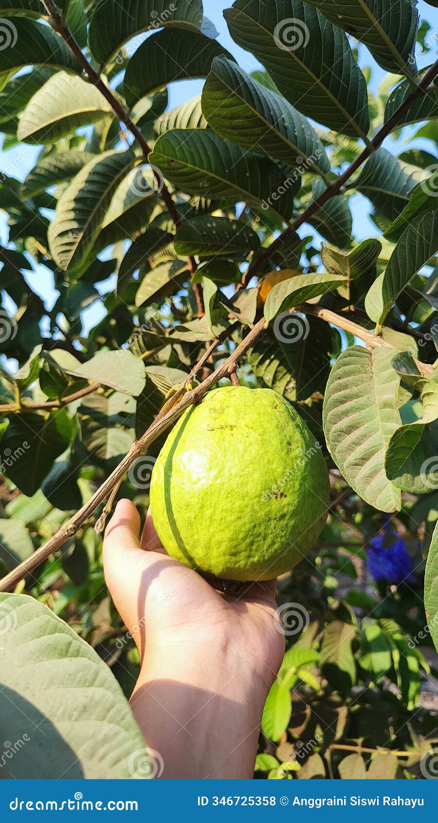 Grab your guava stock photo. Image of fruits, grab, green - 346725358