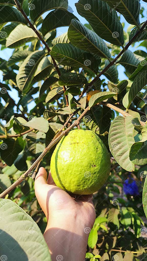 Grab your guava stock photo. Image of fruits, grab, green - 346725358