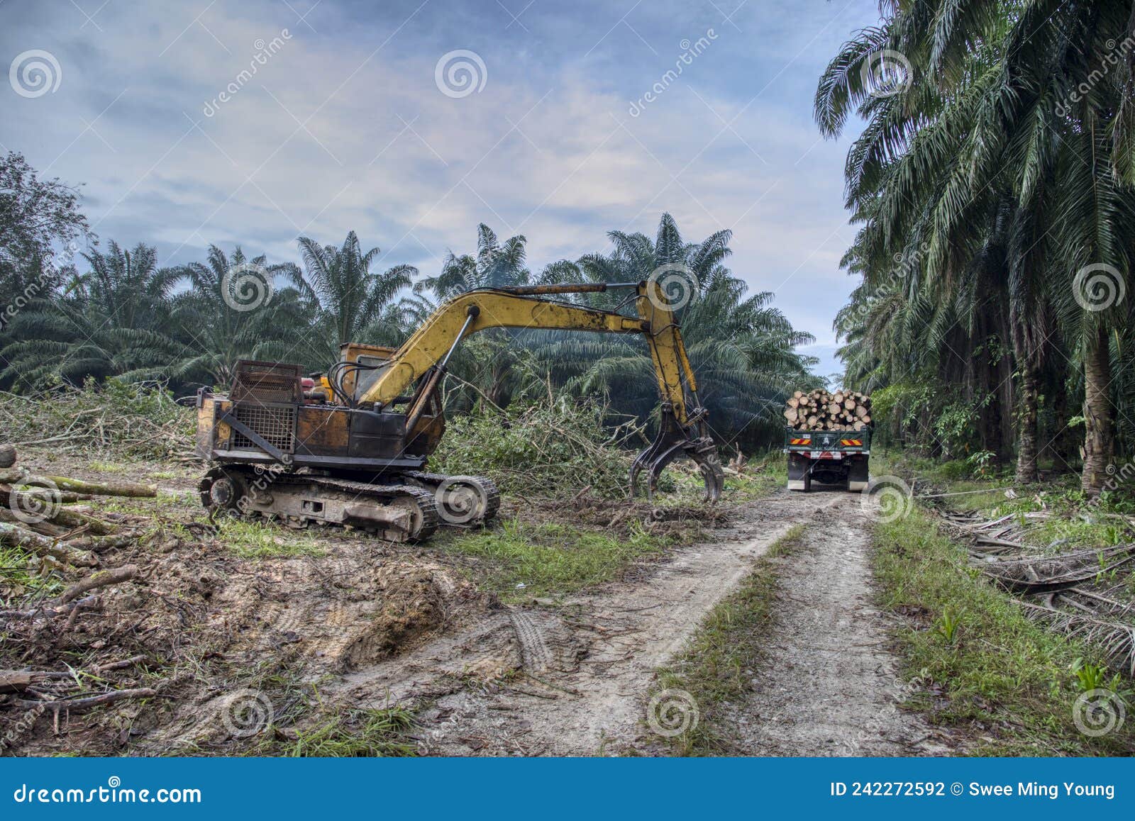 Grabber Excavator Lifting Cut Tree Trunk Pieces Onto the Lorry To Be ...