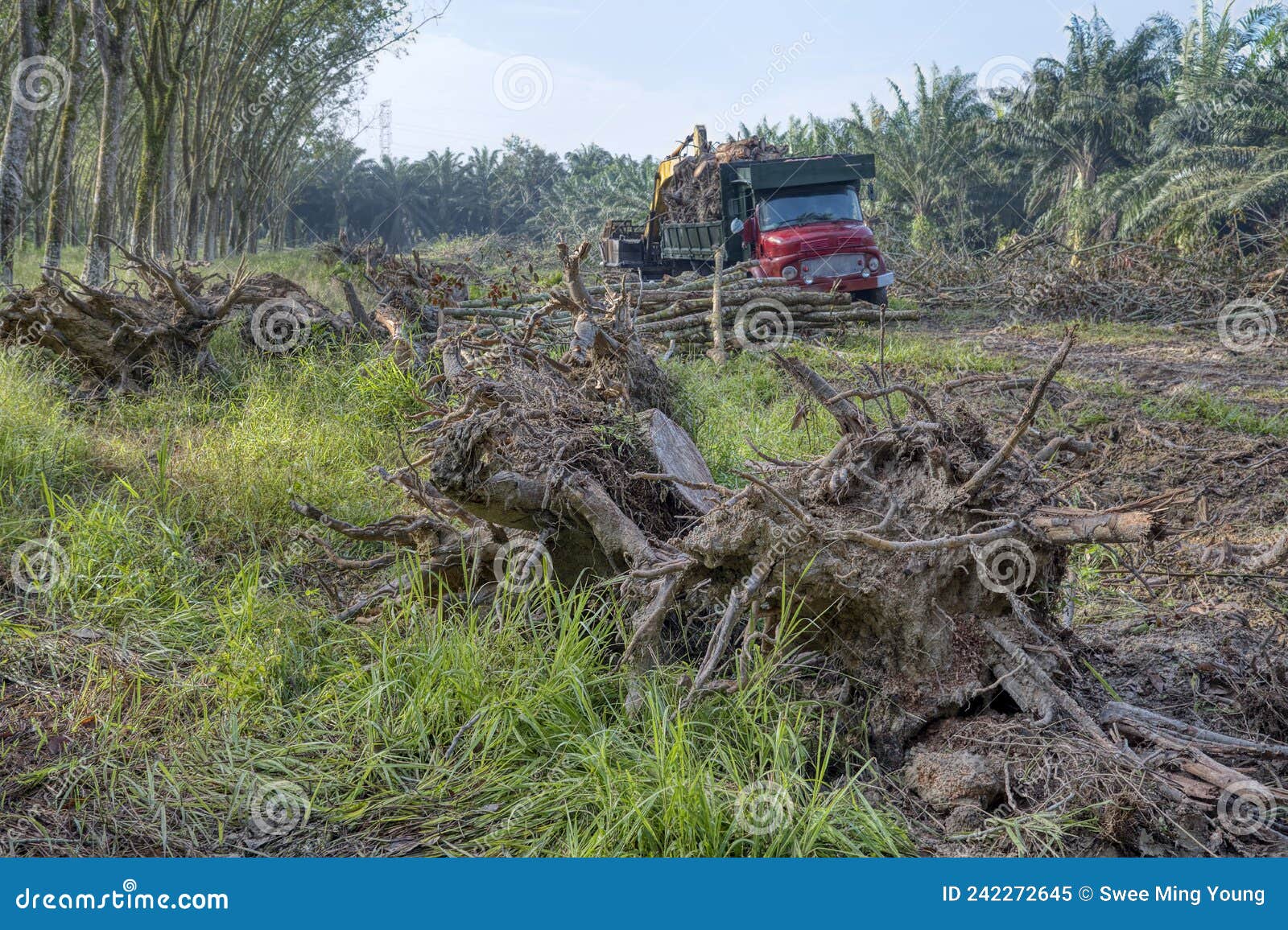 Grabber Excavator Lifting Cut Tree Trunk Pieces Onto the Lorry To Be ...