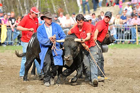 Grabbing the Bull by the Horns Editorial Stock Image - Image of ...