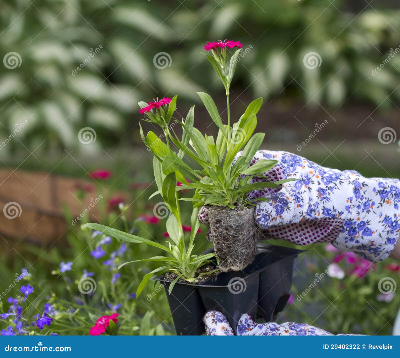Grabbing flower to plant stock photo. Image of hanging - 29402322