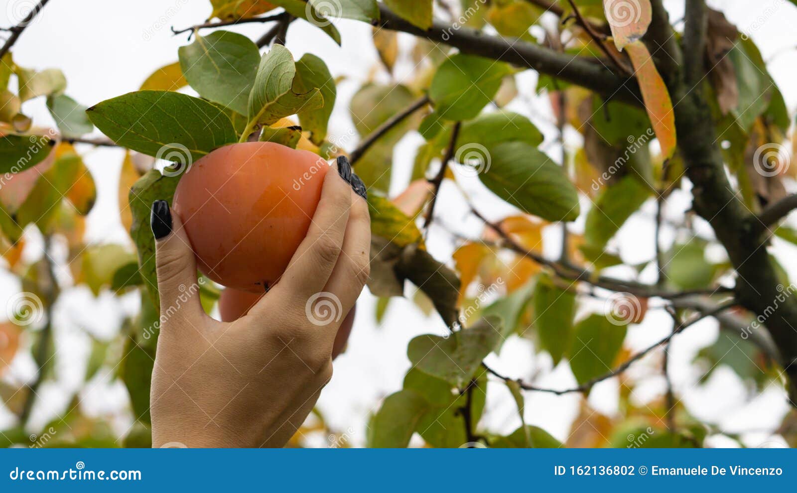 Grabbing a Khaki Fruit in Italien, Herbst Stockfoto - Bild von ...