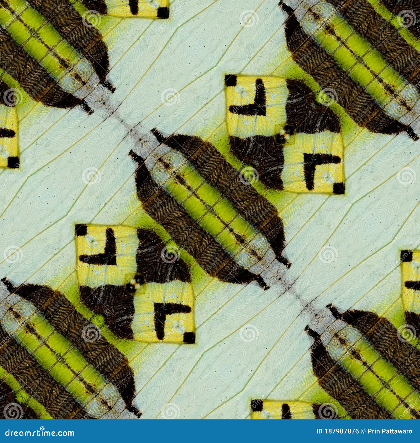 Grace Beautiful Background Pattern Made From Fivebar Butterfly Wing ...