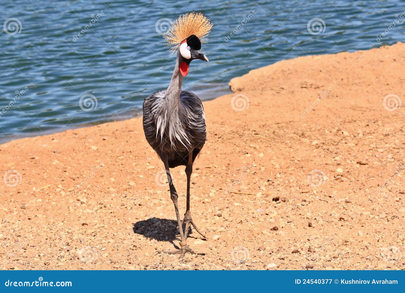 The Graceful Bird with Magnificent Plumage Stock Image - Image of ...