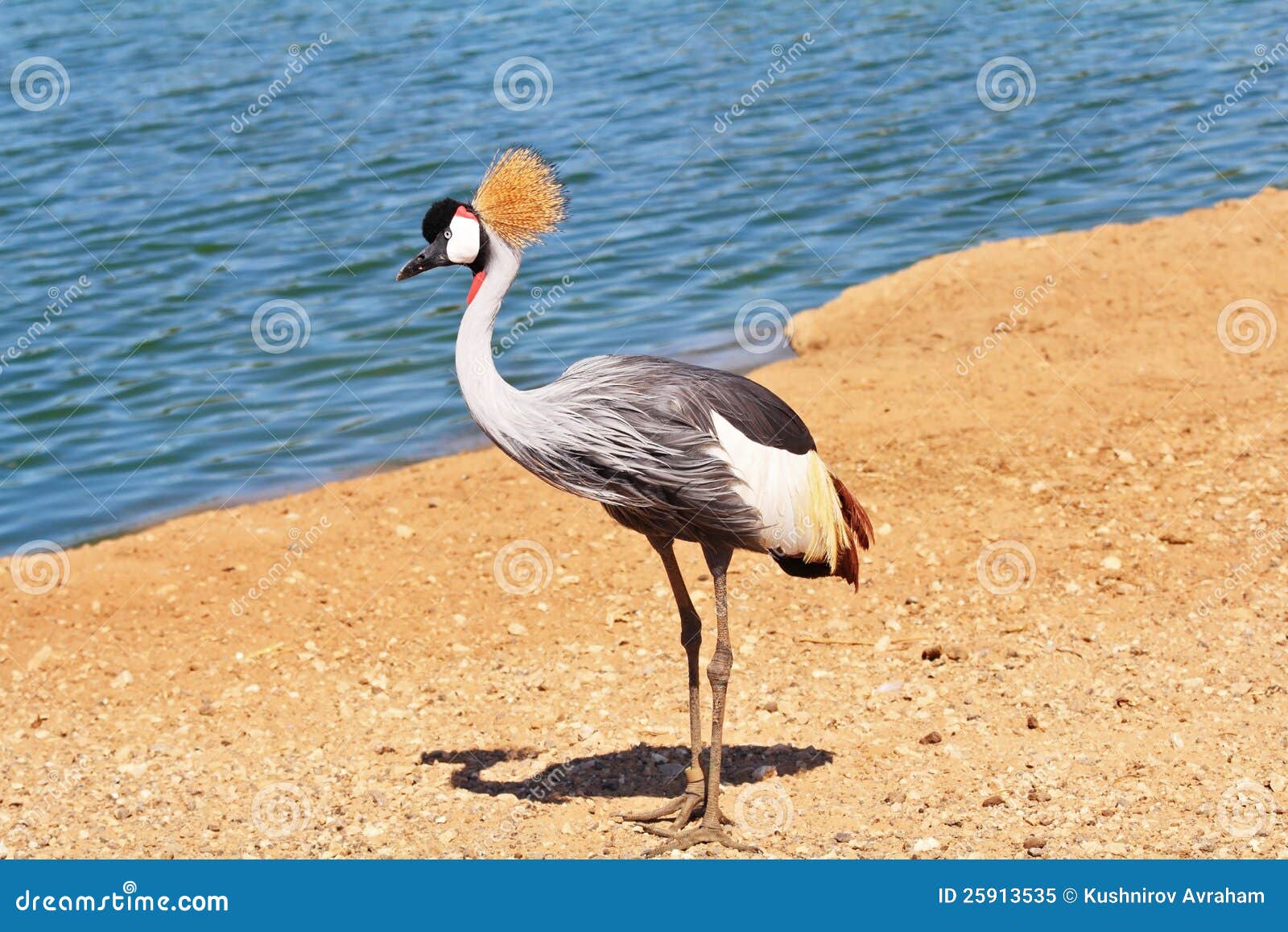 The Graceful Bird with Plumage Stock Image - Image of feather, animal ...