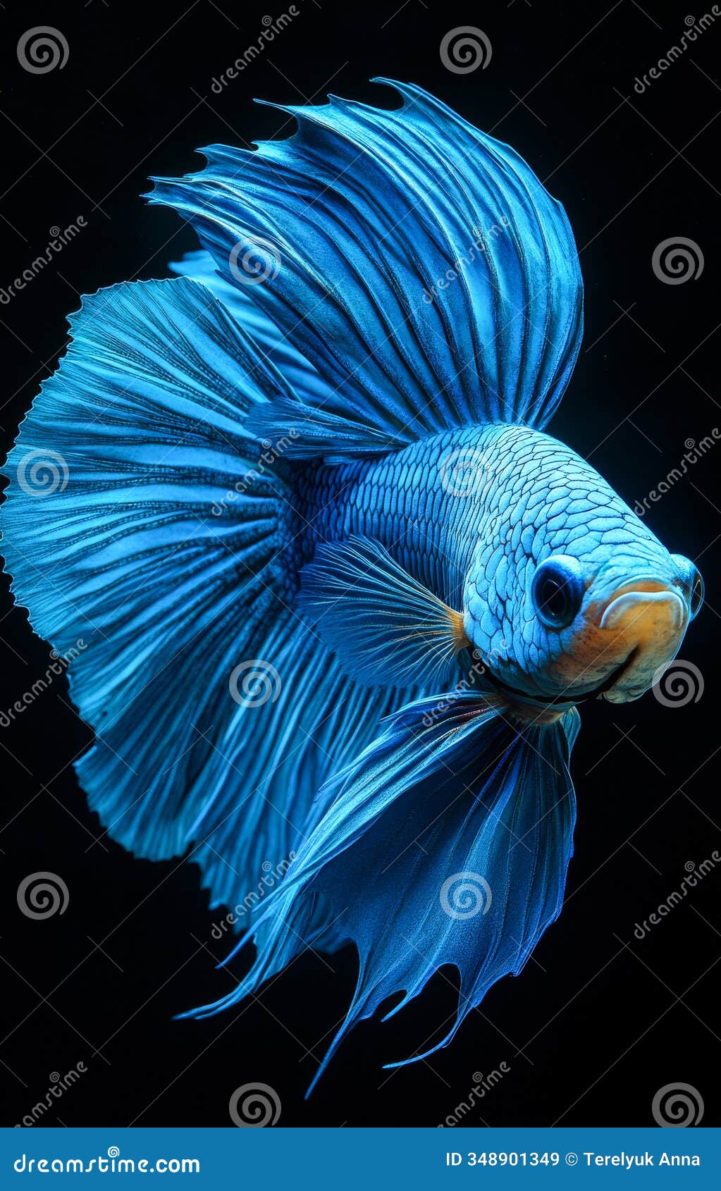 Graceful Blue Betta Fish Swimming Stock Image - Image of scales ...
