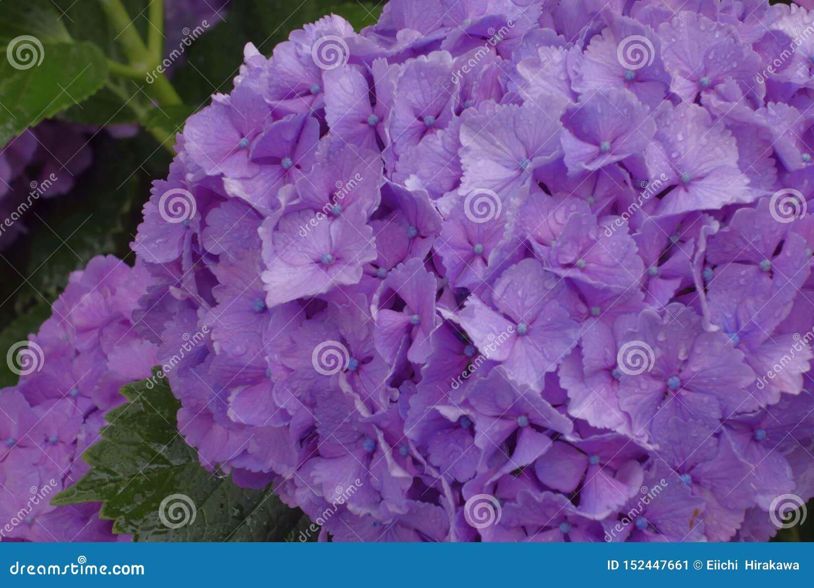 Elegant and Brilliant Hydrangea Stock Image - Image of rainy, season ...