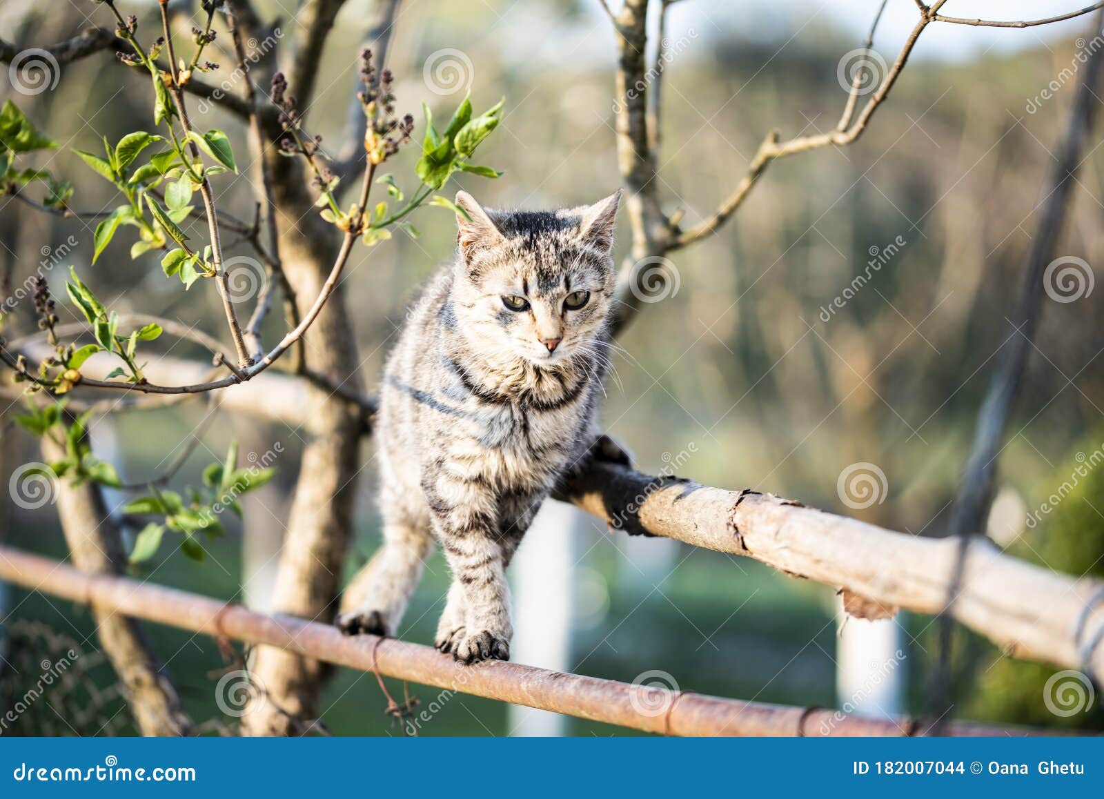A graceful cat in a tree stock photo. Image of green - 182007044