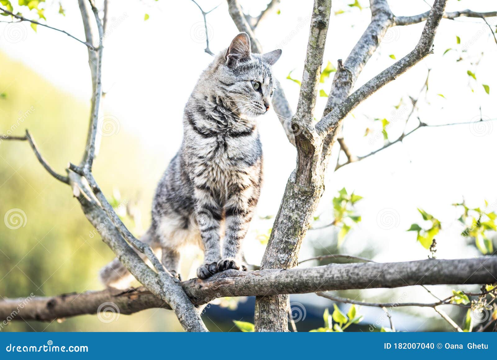 A graceful cat in a tree stock photo. Image of green - 182007040