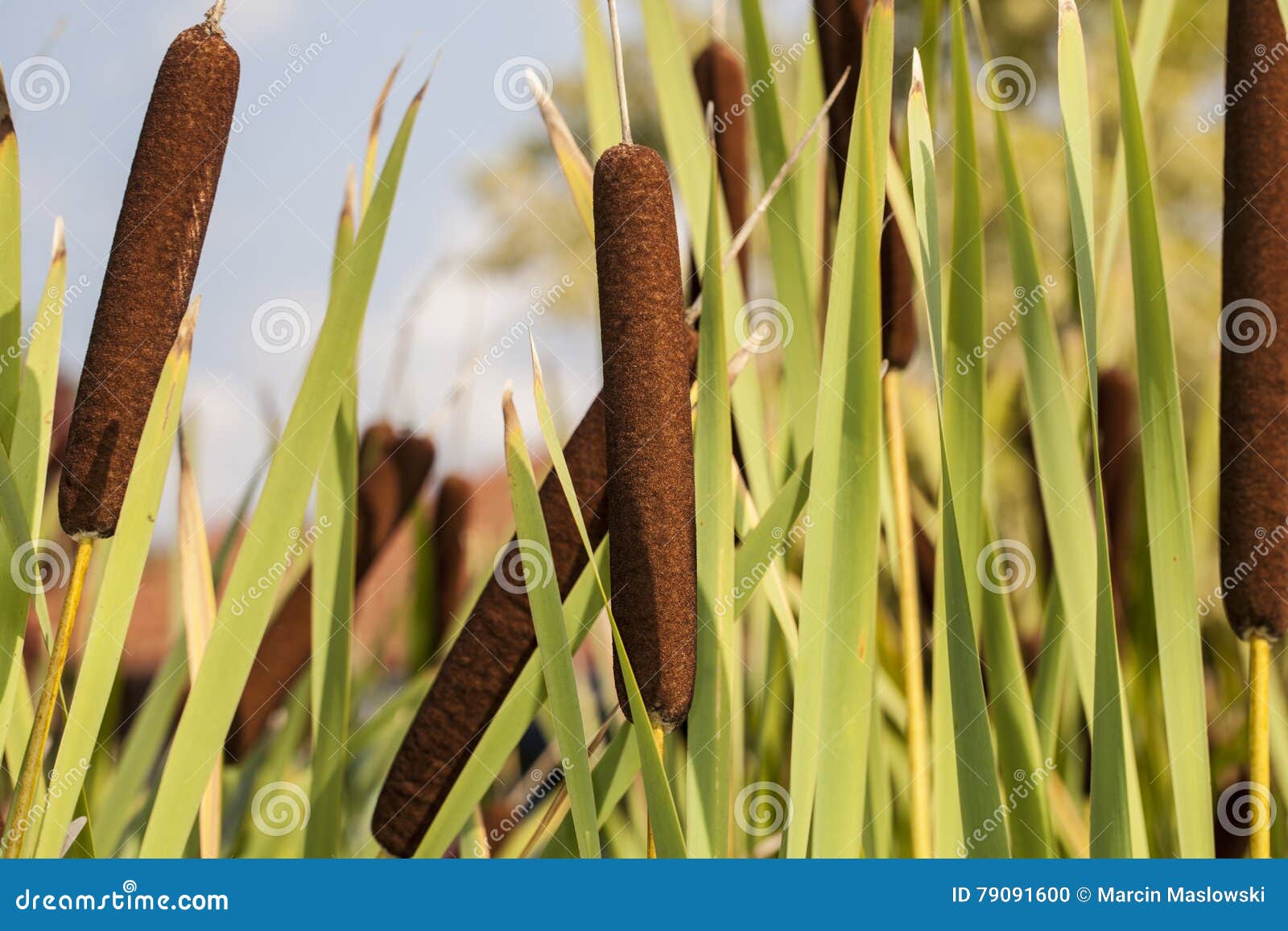 Graceful Cattail close up stock photo. Image of common - 79091600