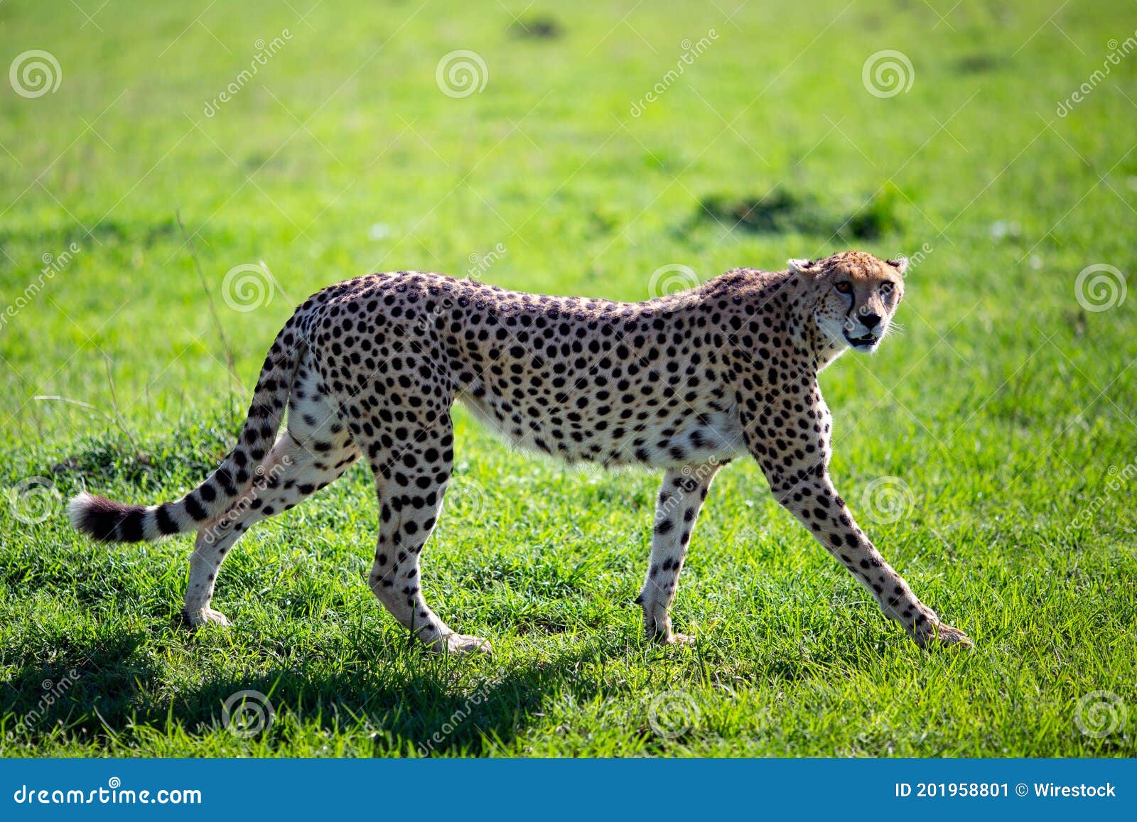 Graceful Cheetah Walking on a Meadow Stock Image - Image of walking ...