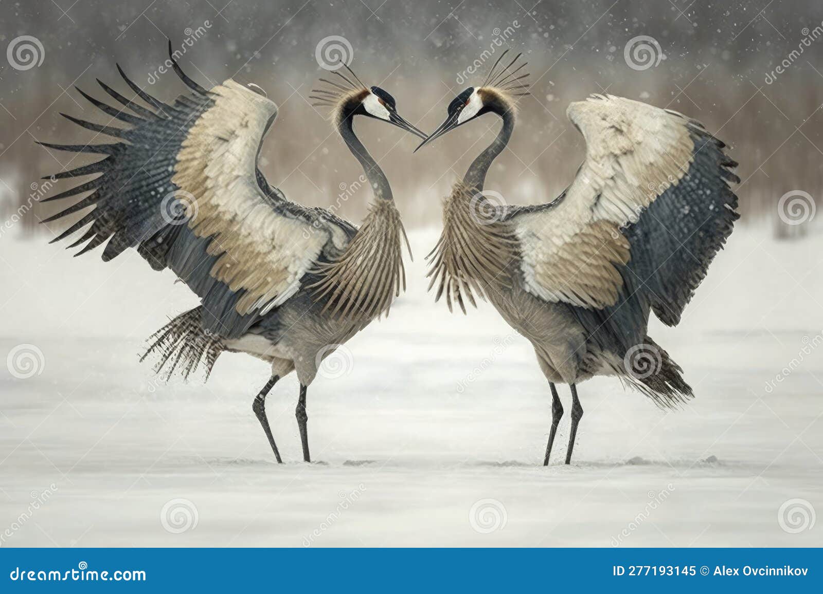 Graceful Crane Courtship Dance for Invitations and Posters. Stock ...