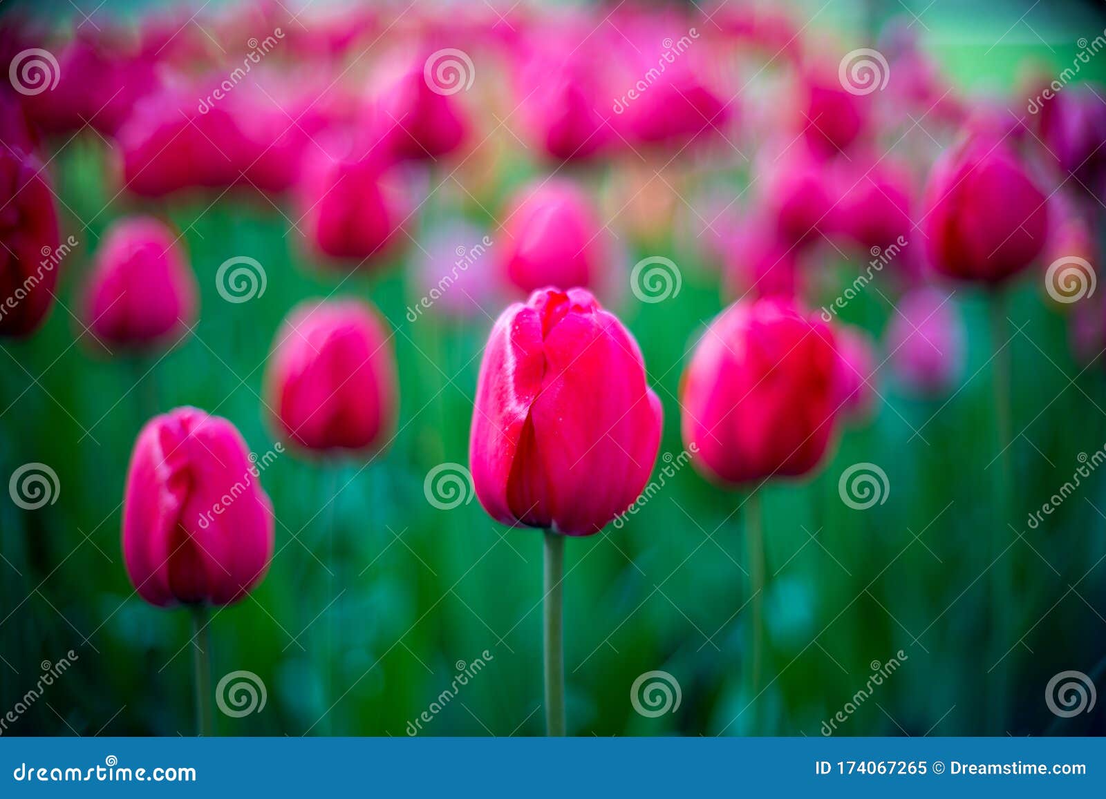 Beautiful Fresh Spring Flowers Tulips. Stock Image - Image of beautiful ...