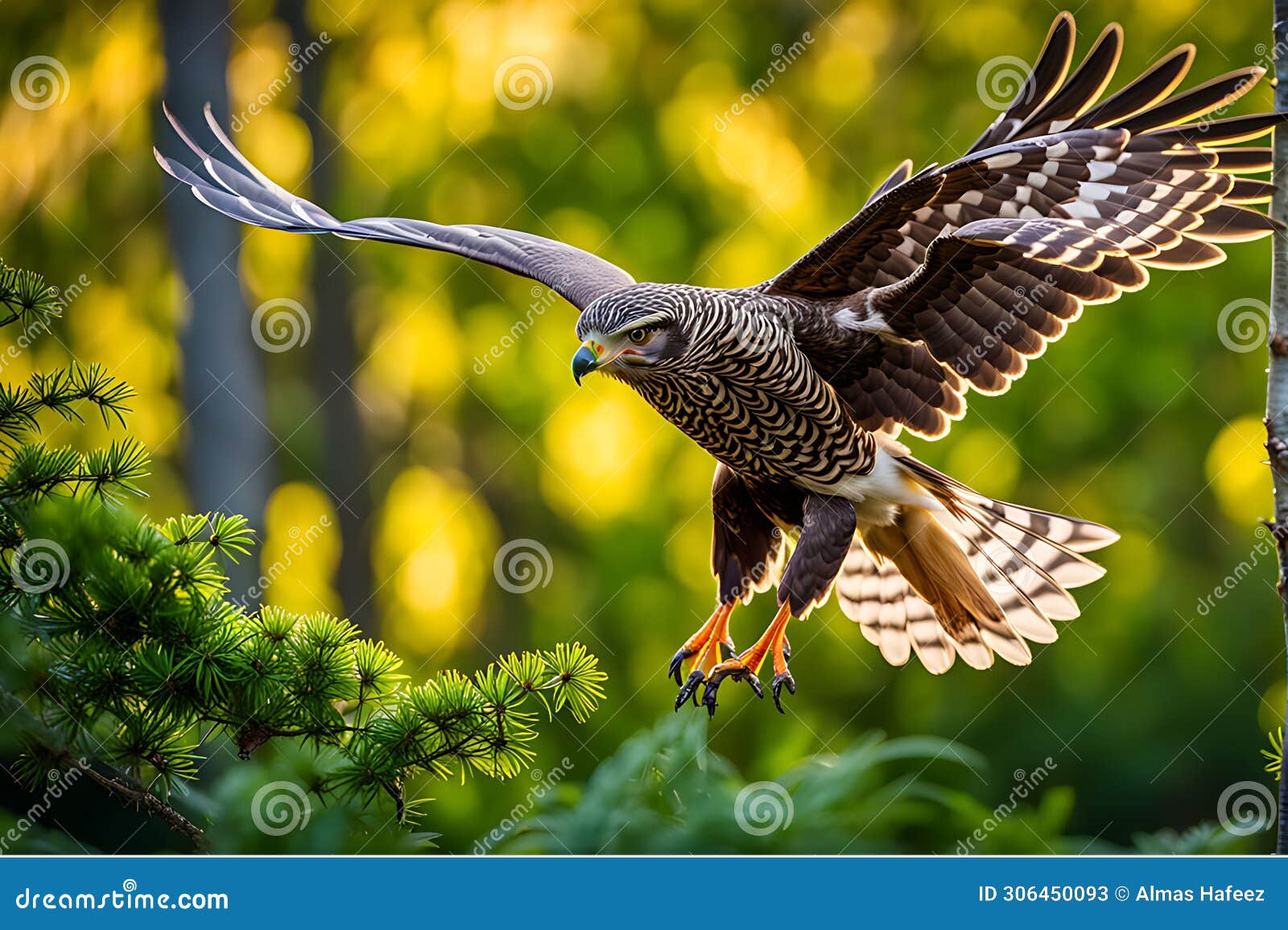 Graceful Flight: Common Buzzard in Mid-Hunt Focus, Feather Textures ...