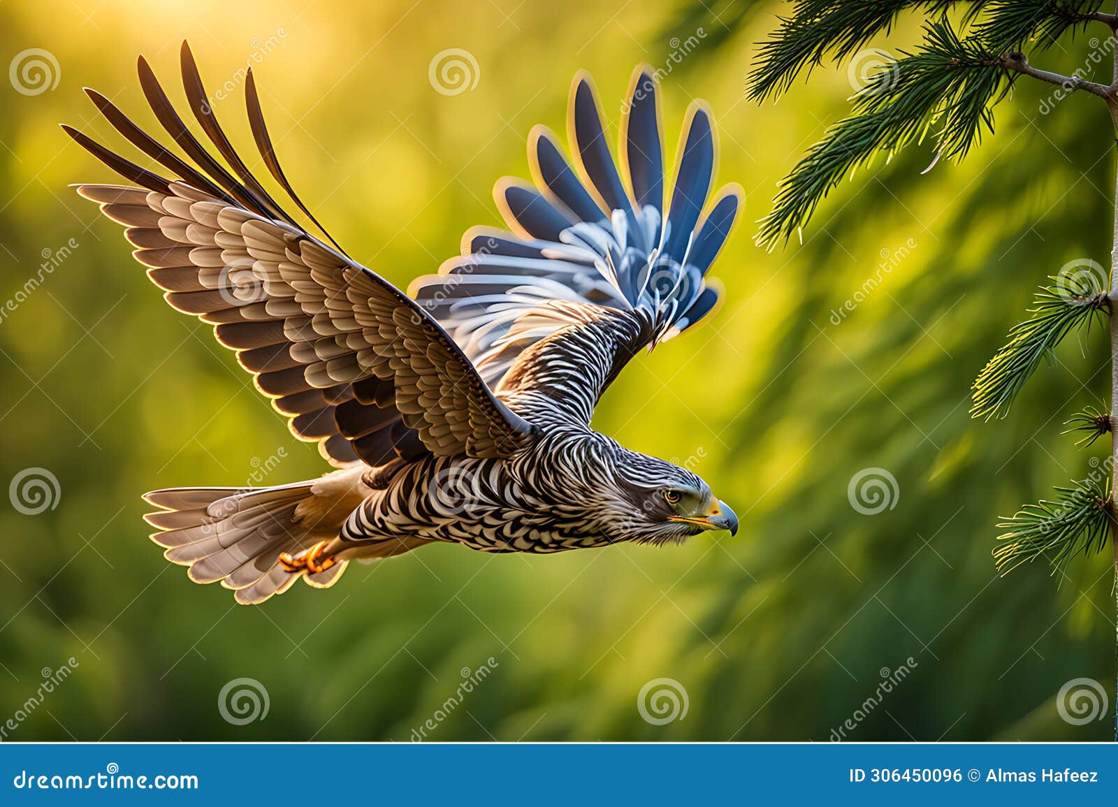 Graceful Flight: Common Buzzard in Mid-Hunt Focus, Feather Textures ...