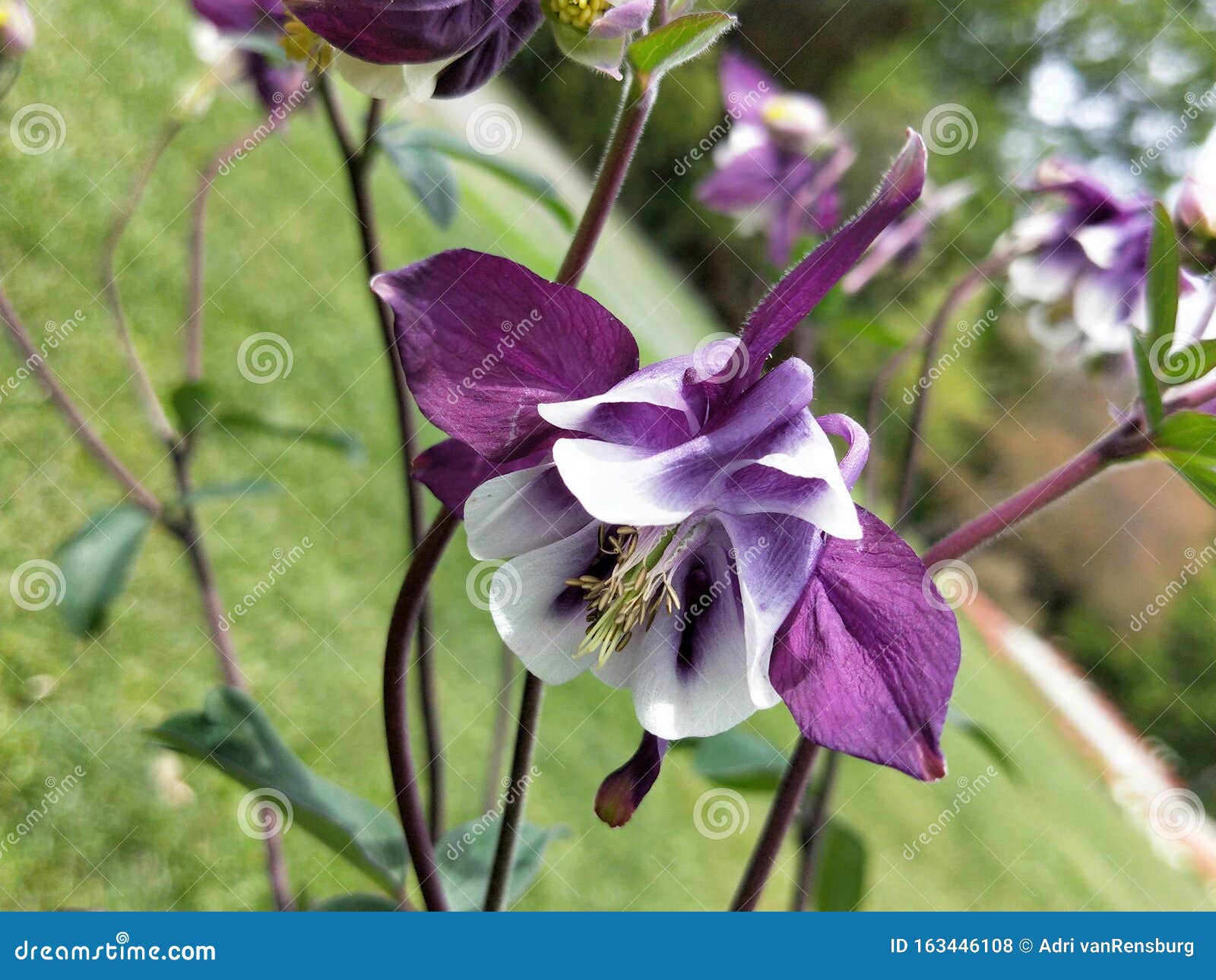 Graceful flower dance stock photo. Image of nature, dance - 163446108