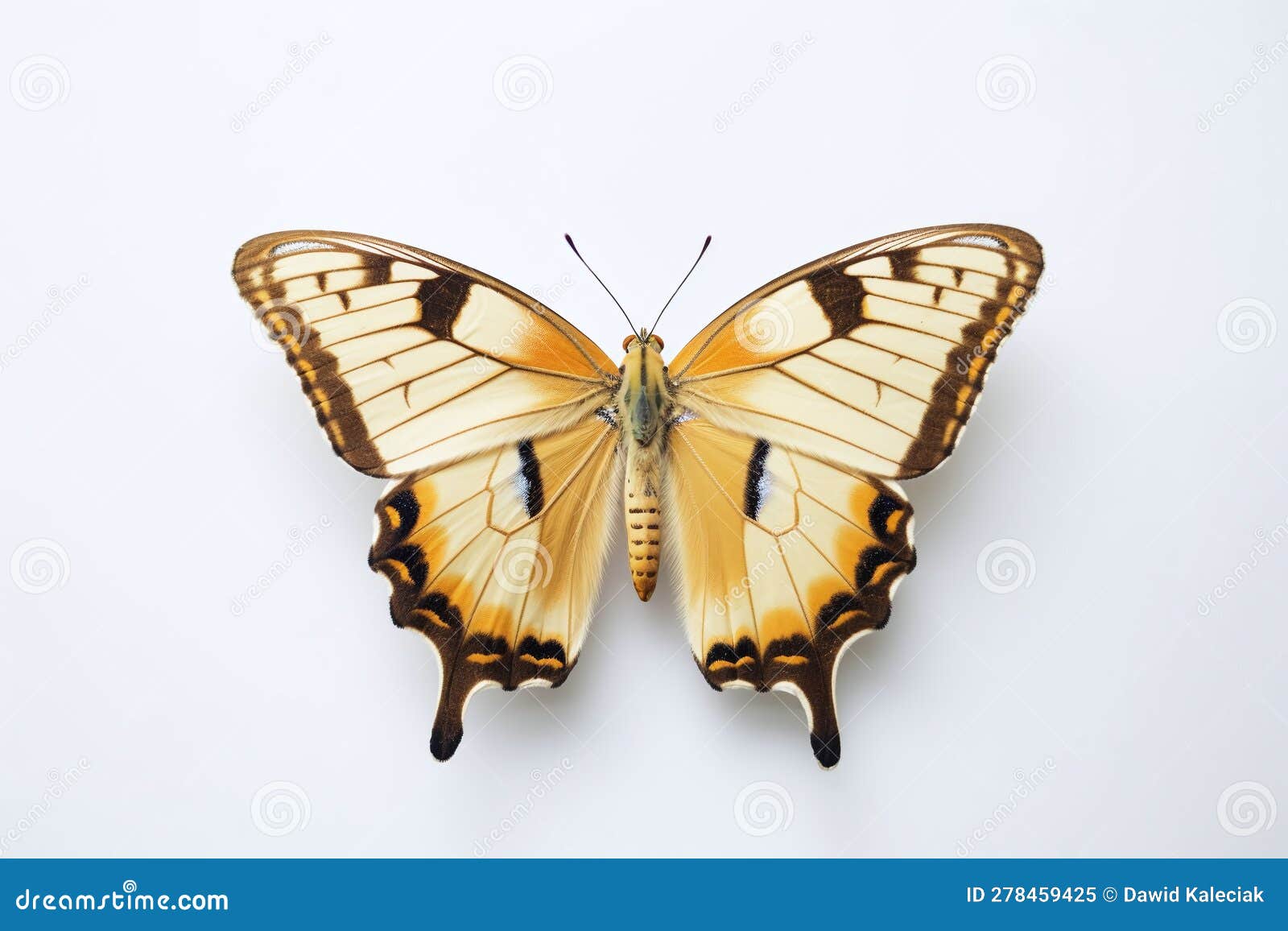 Graceful Flutter: Butterfly On Transparent Background. Stock Photo ... Graceful Flutter: Butterfly On Transparent Background. Stock Photo ...