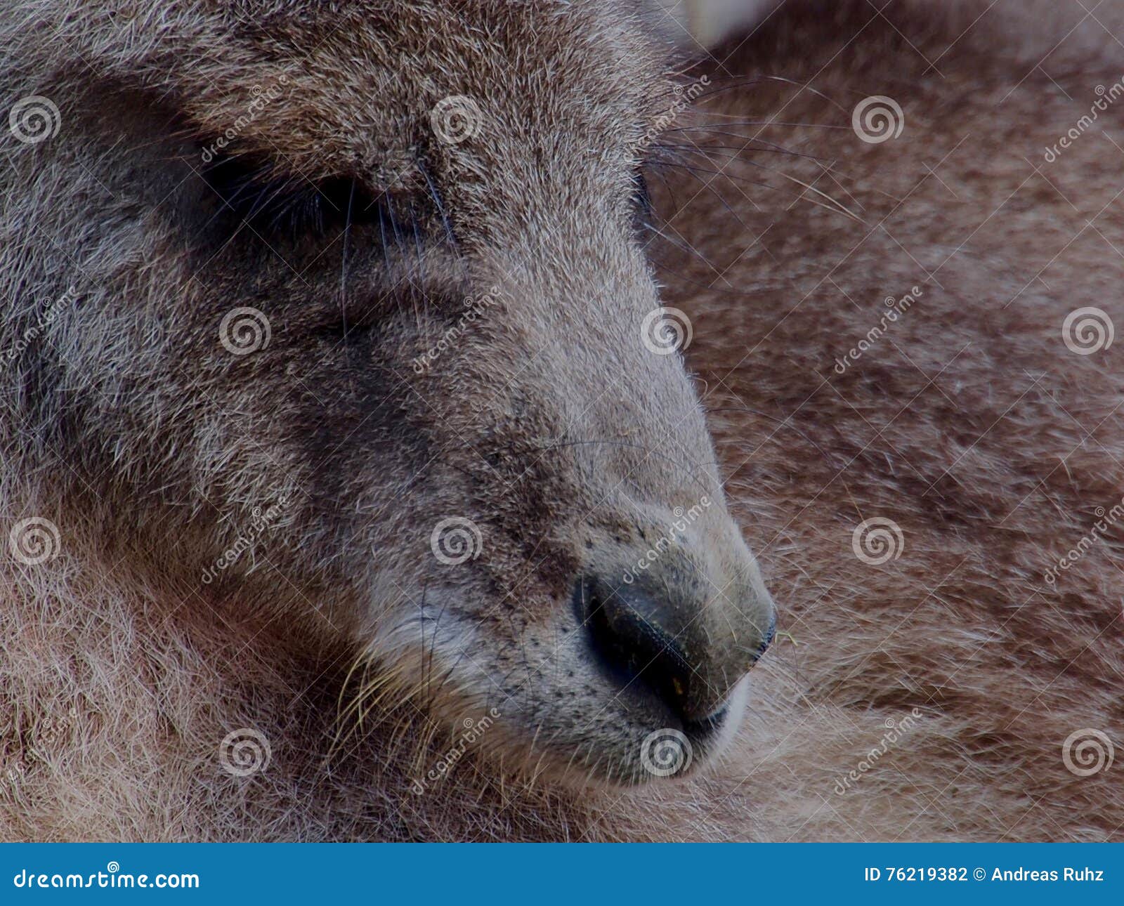 Graceful Laid-Back Relaxed Grey Kangaroo in Perfect Profile. Stock ...