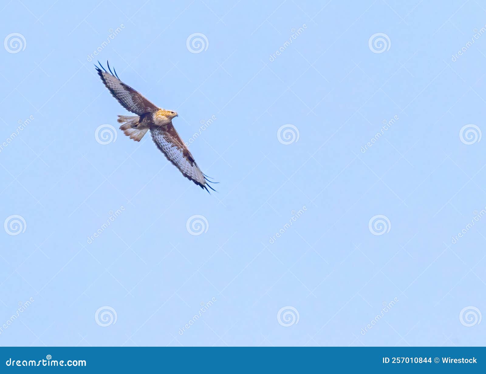 Graceful Long-legged Buzzard Flying in the Bright Blue Sky Stock Photo ...