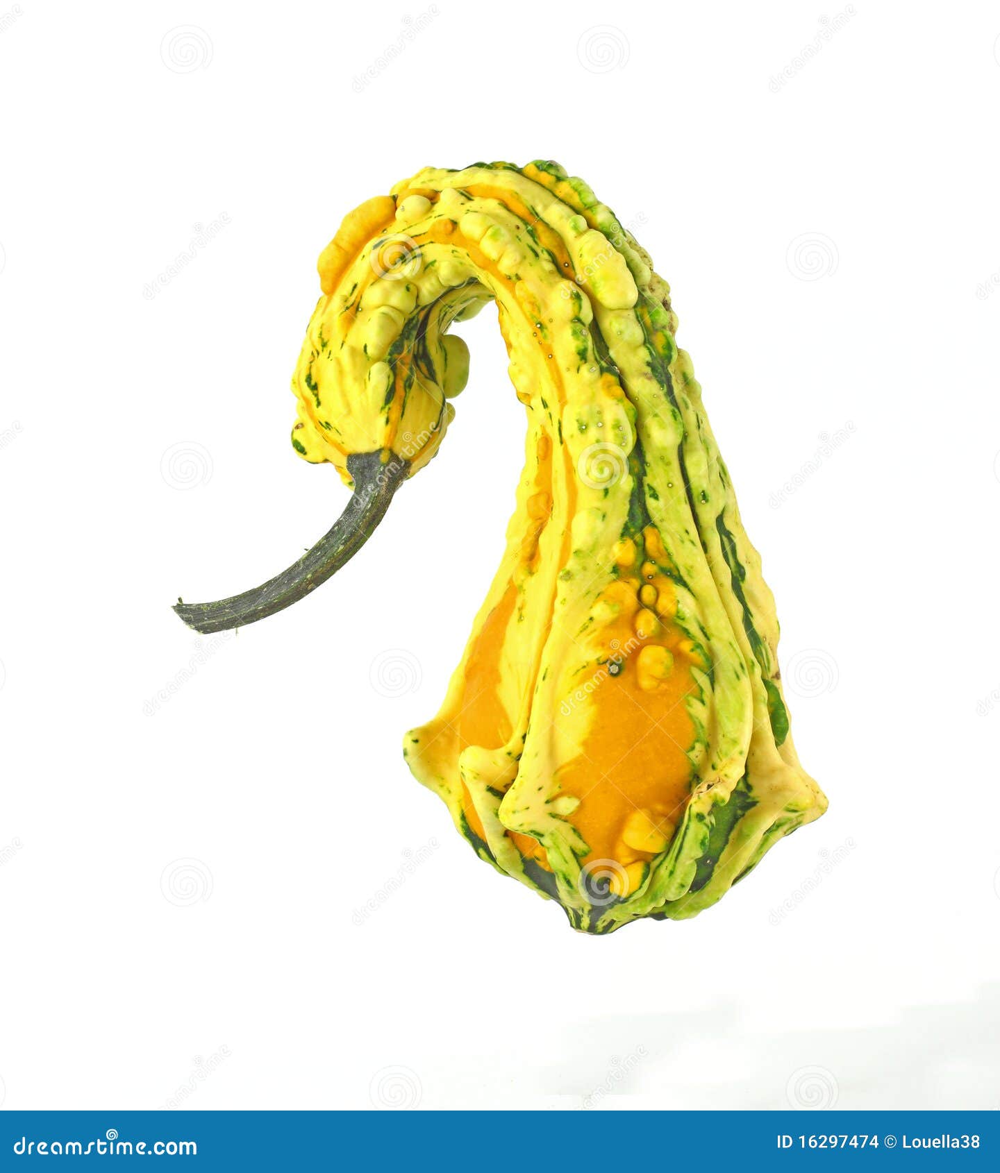 Graceful Long Neck Gourd stock photo. Image of nubs, background - 16297474