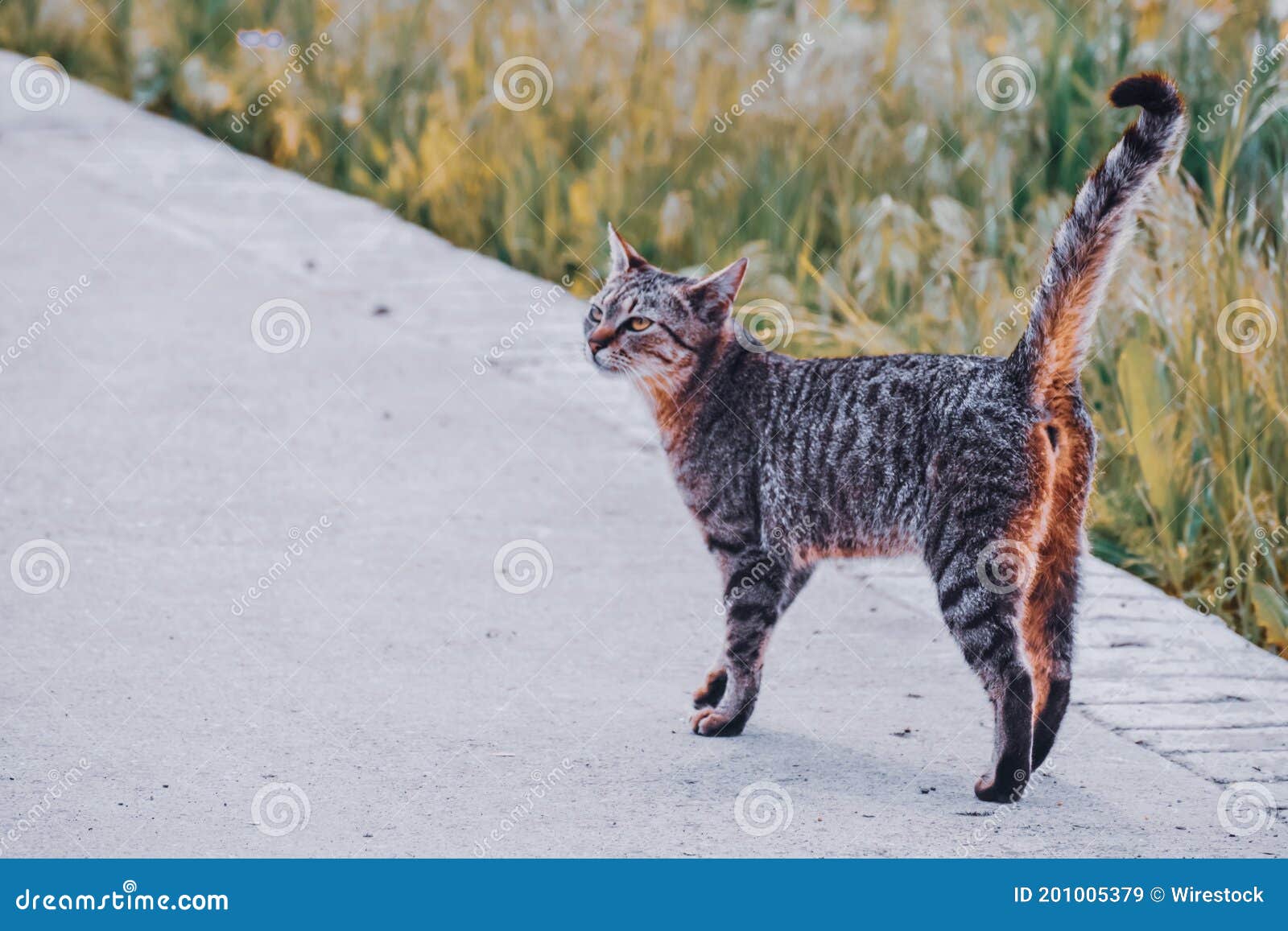 Dog With Raised Tail. Back Of The Dog With A Visible Rump Royalty-Free ...
