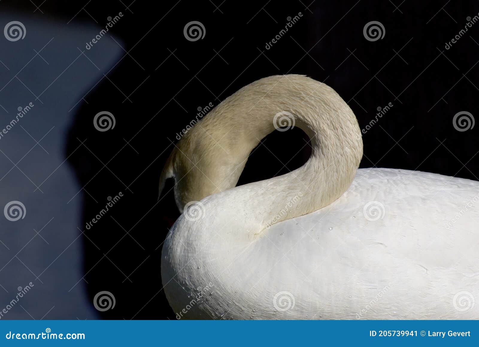 Graceful neck of a Swan stock image. Image of landscape - 205739941