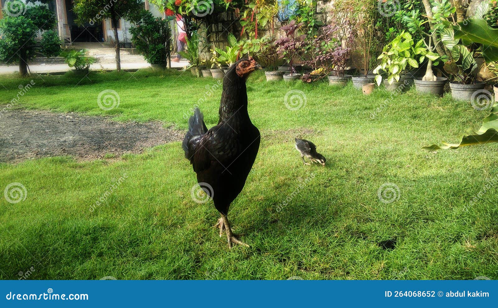 The Graceful Pose of the Hen Stock Photo - Image of graceful, chiken ...