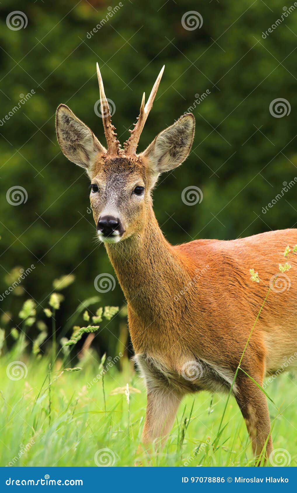 Graceful roe deer stock photo. Image of elegant, adult - 97078886