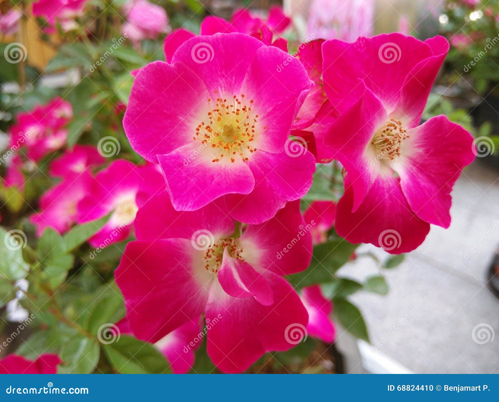 Graceful of Shocking Pink Flower Stock Photo - Image of floral, color ...