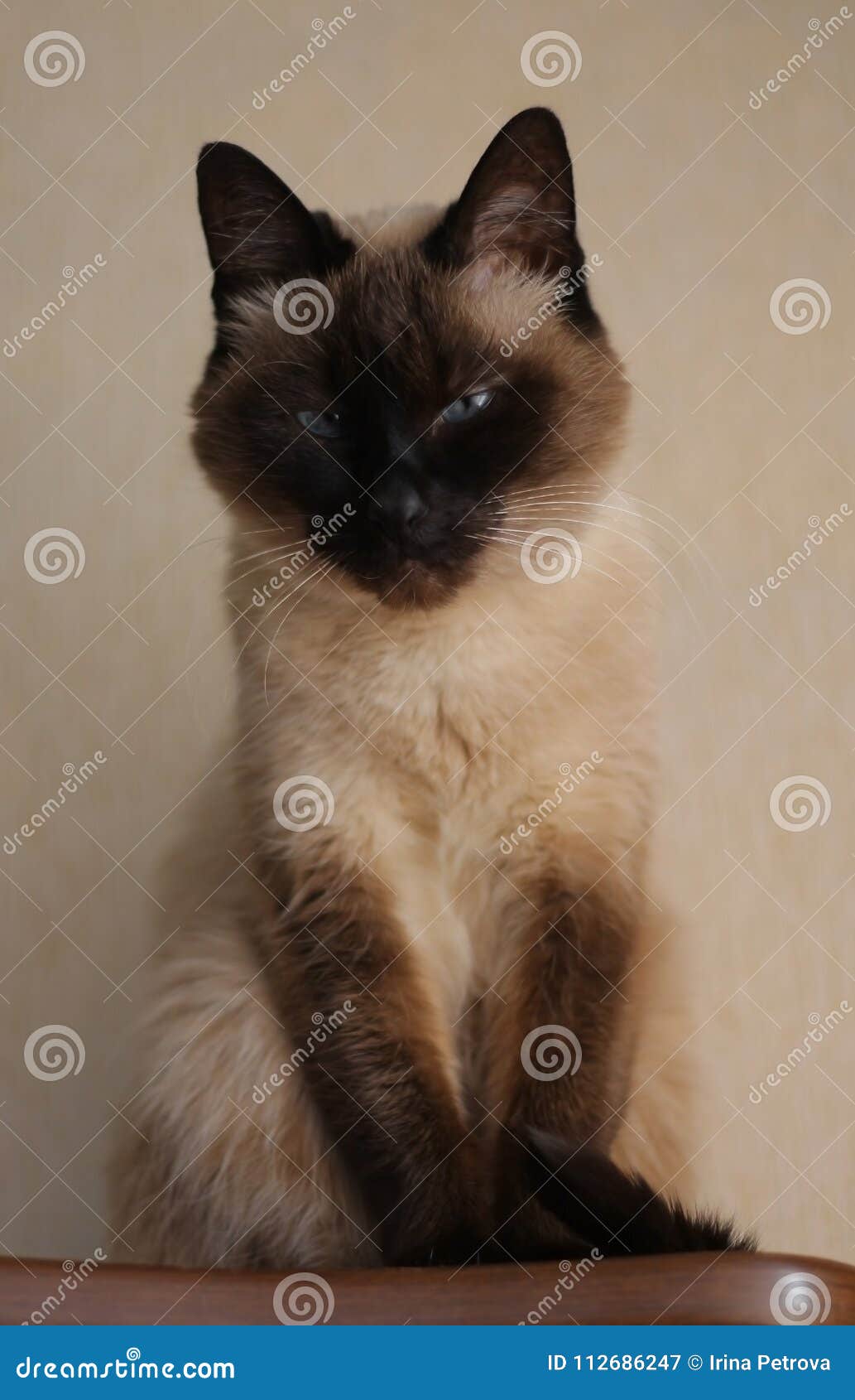 Graceful Siamese cat stock image. Image of isolated - 112686247