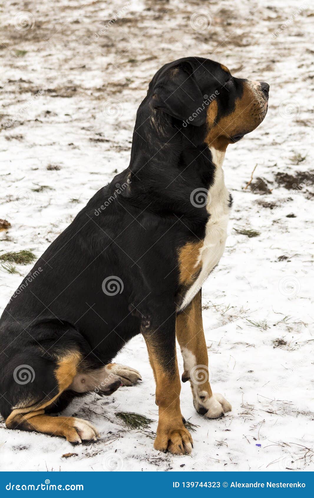 Graceful Slender Dog for a Walk in the Park Stock Image - Image of ...