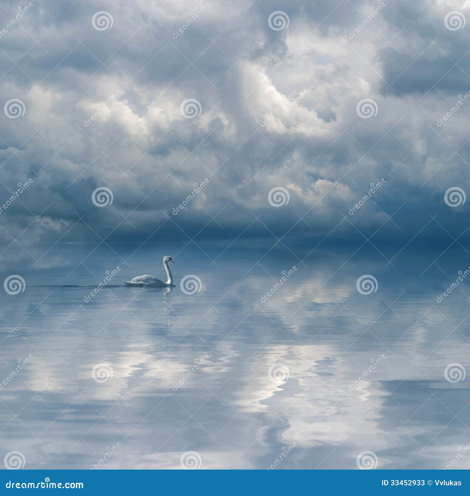 Graceful Swan Sunbathing Outdoors In The Park Stock Image ...
