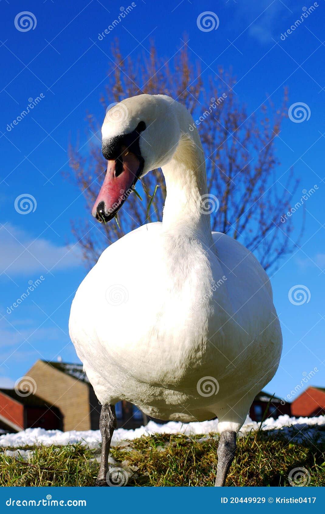 Graceful Swan With Blue Sky Stock Image - Image of perfect, profile ...