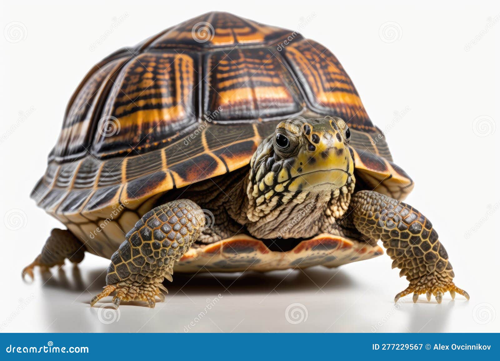 Graceful Turtle On White Background For Invitations And Posters ...