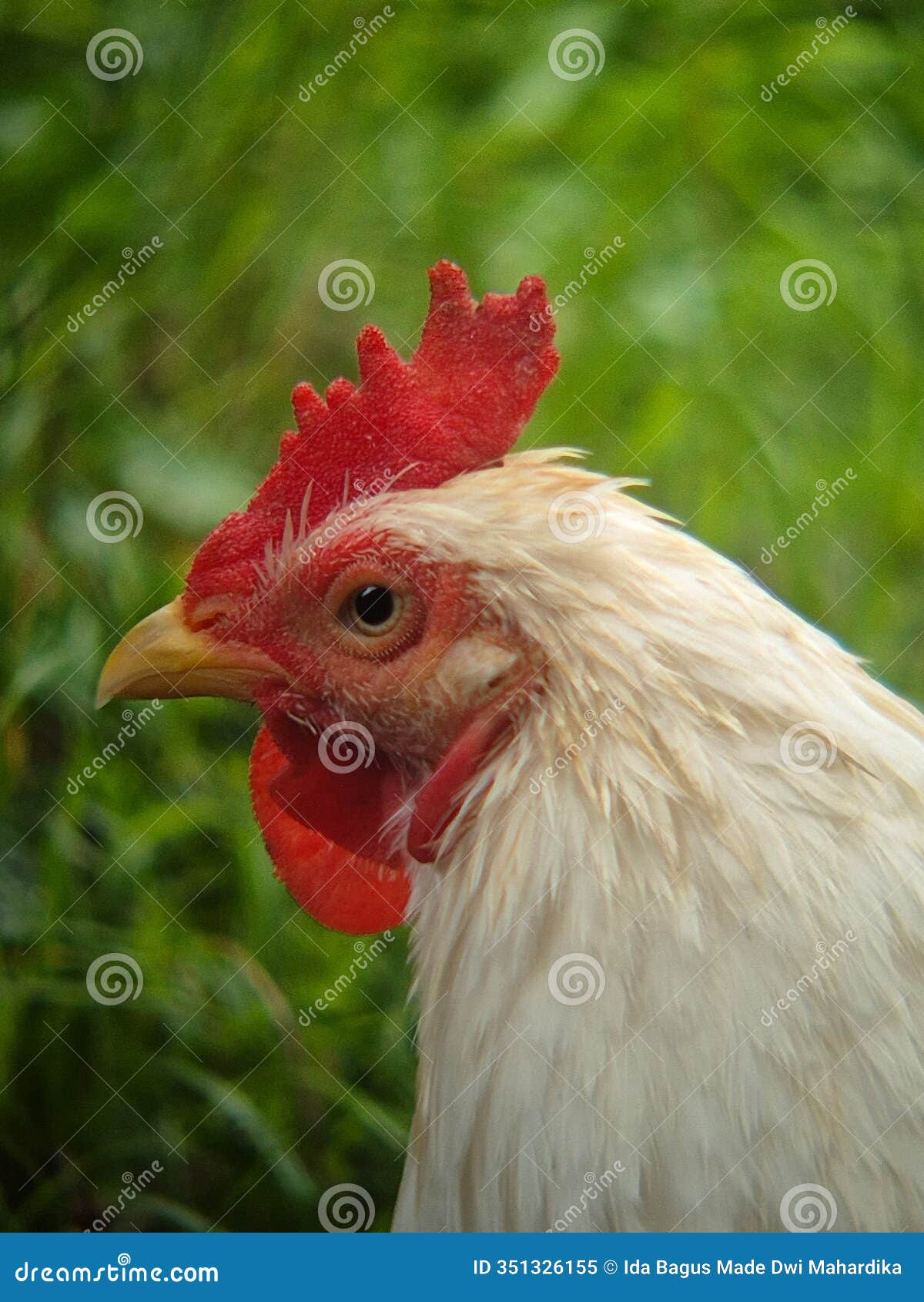 Graceful White Chicken stock image. Image of graceful - 351326155