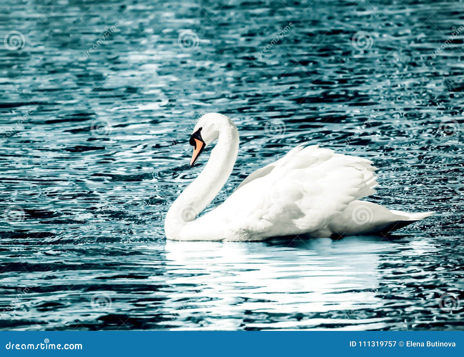 Graceful white swan stock image. Image of peace, life - 111319757