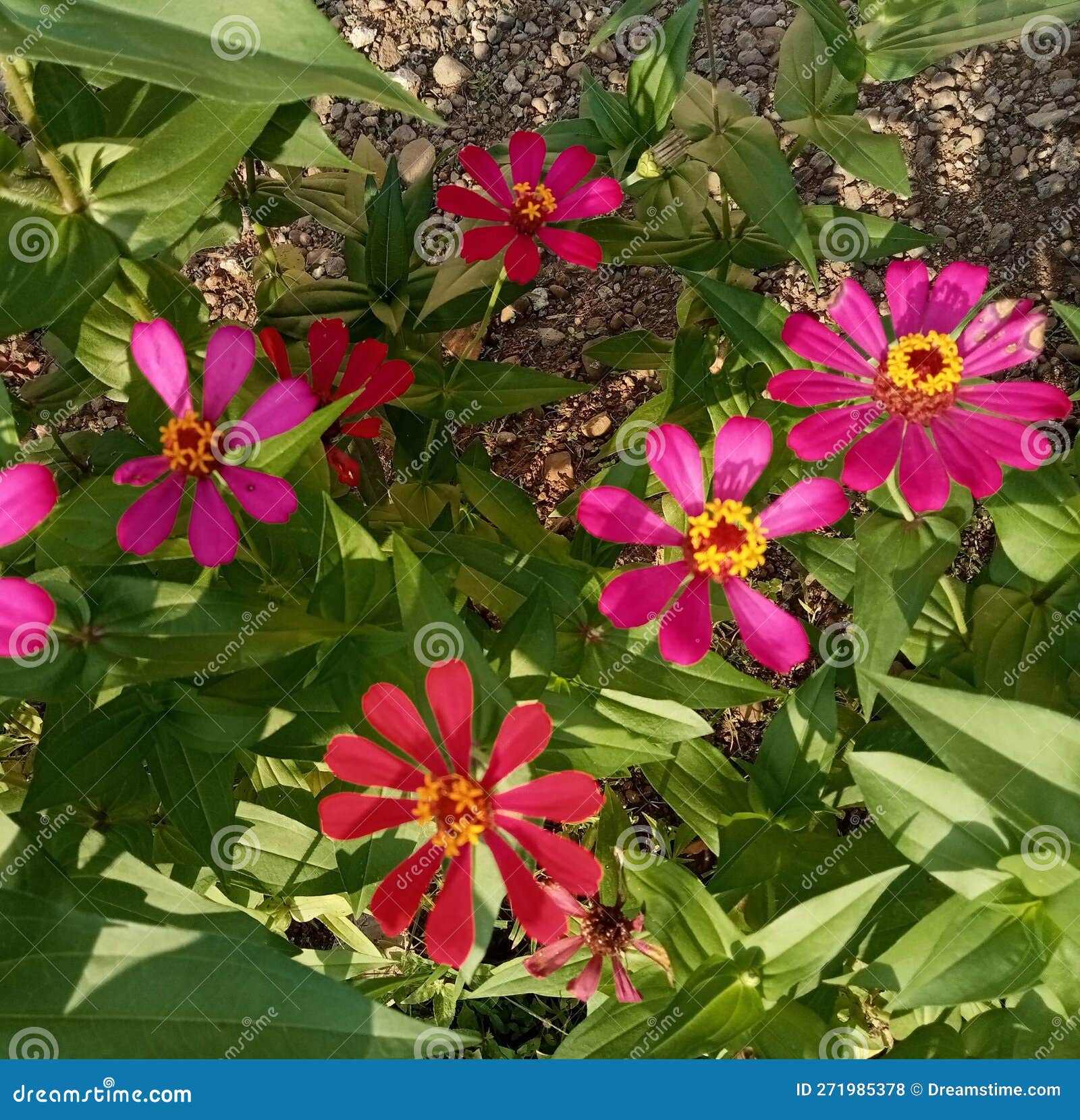 Graceful Zinia flowers stock photo. Image of field, yellow - 271985378