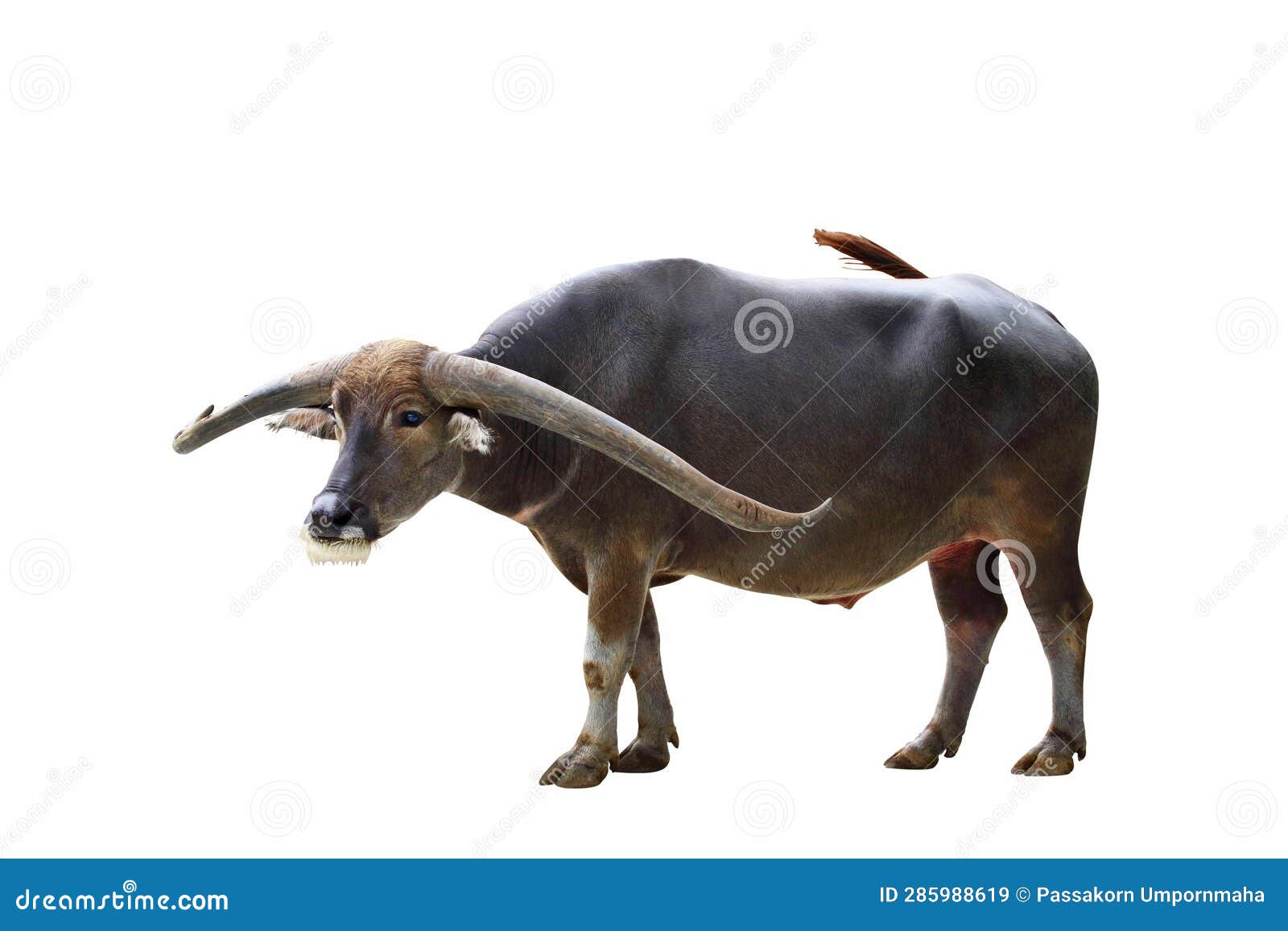 Gracefully of Buffalo Isolated on White Background. Stock Image - Image ...