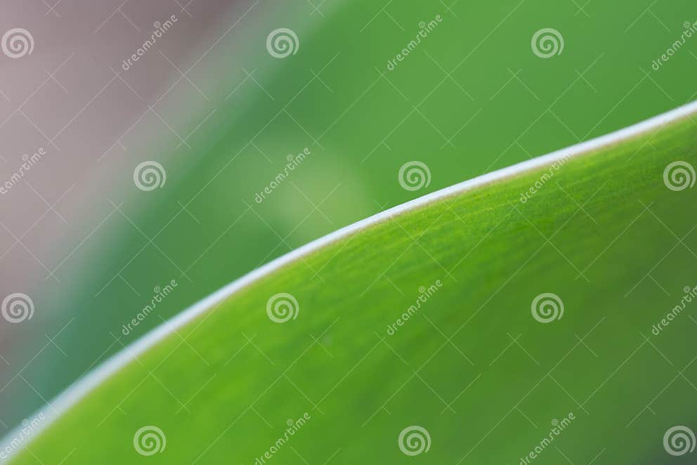 Gracefully Curved Leaf 1 stock image. Image of blurry - 81629401