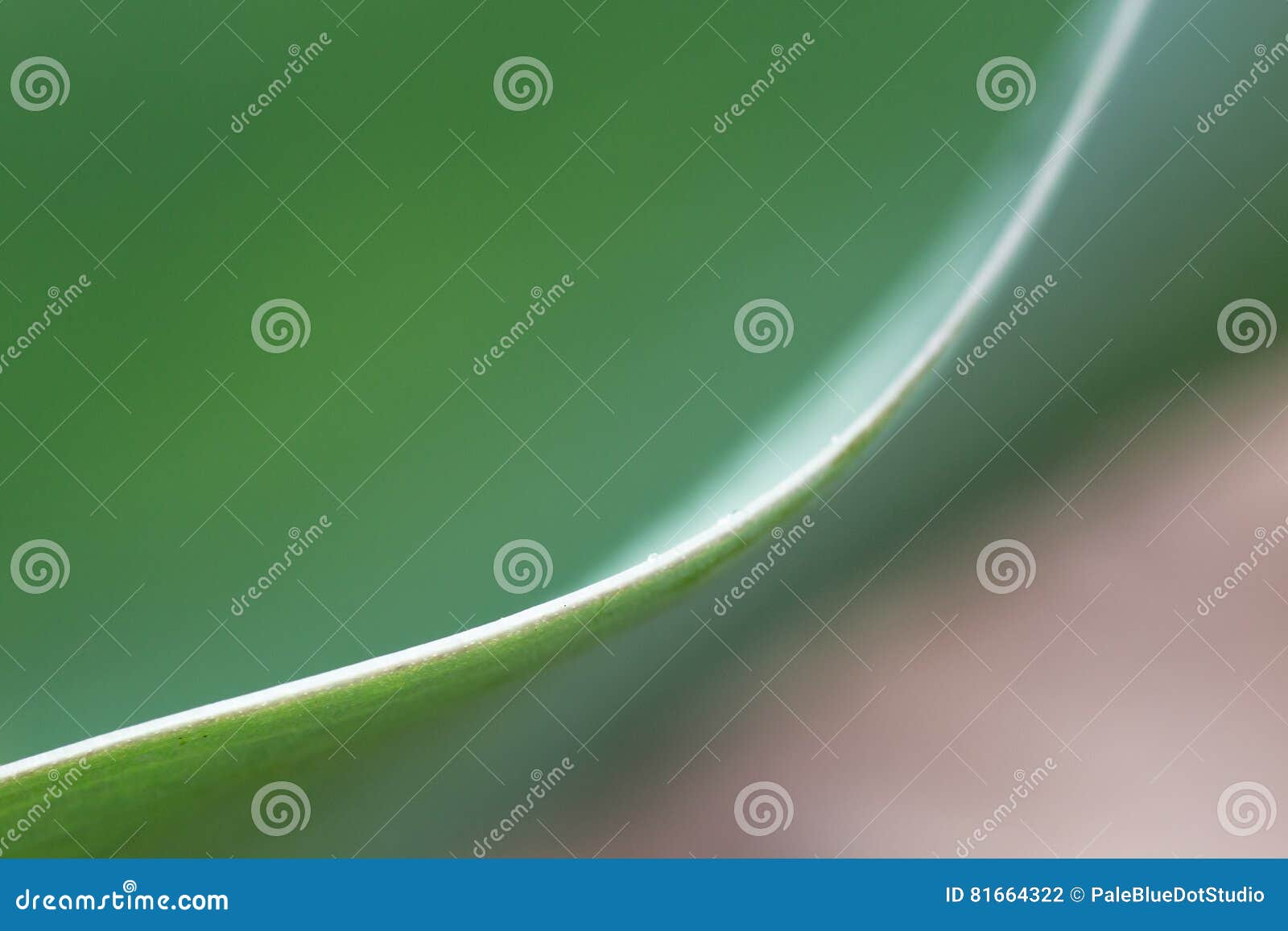 Gracefully Curved Leaf 2 stock photo. Image of purple - 81664322