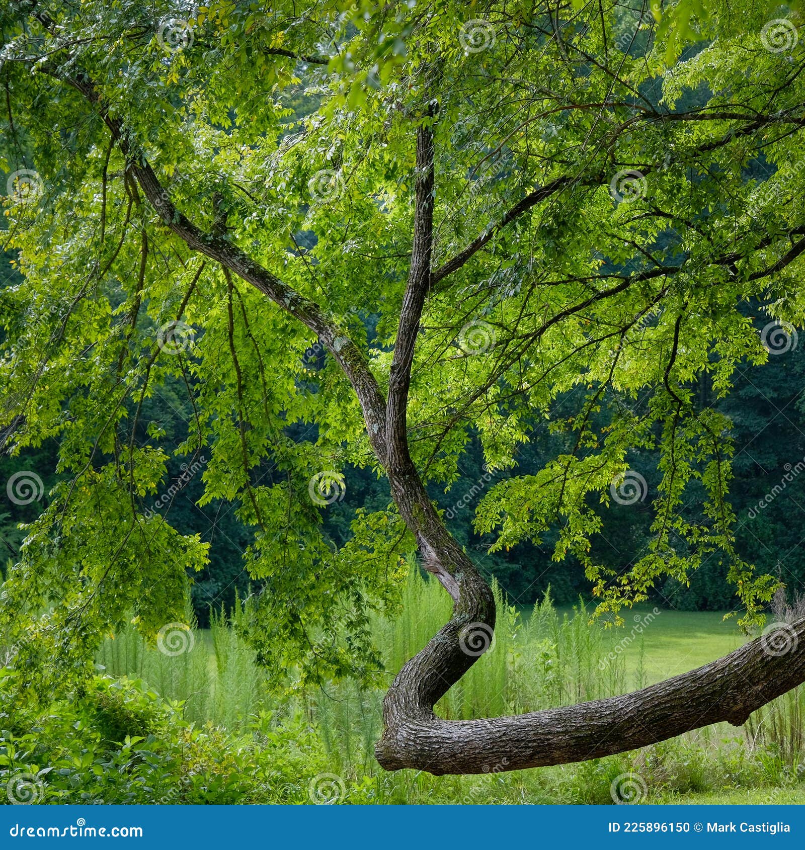 Gracefully Curving Tree Branch with Backlit Foliage Draping Over ...