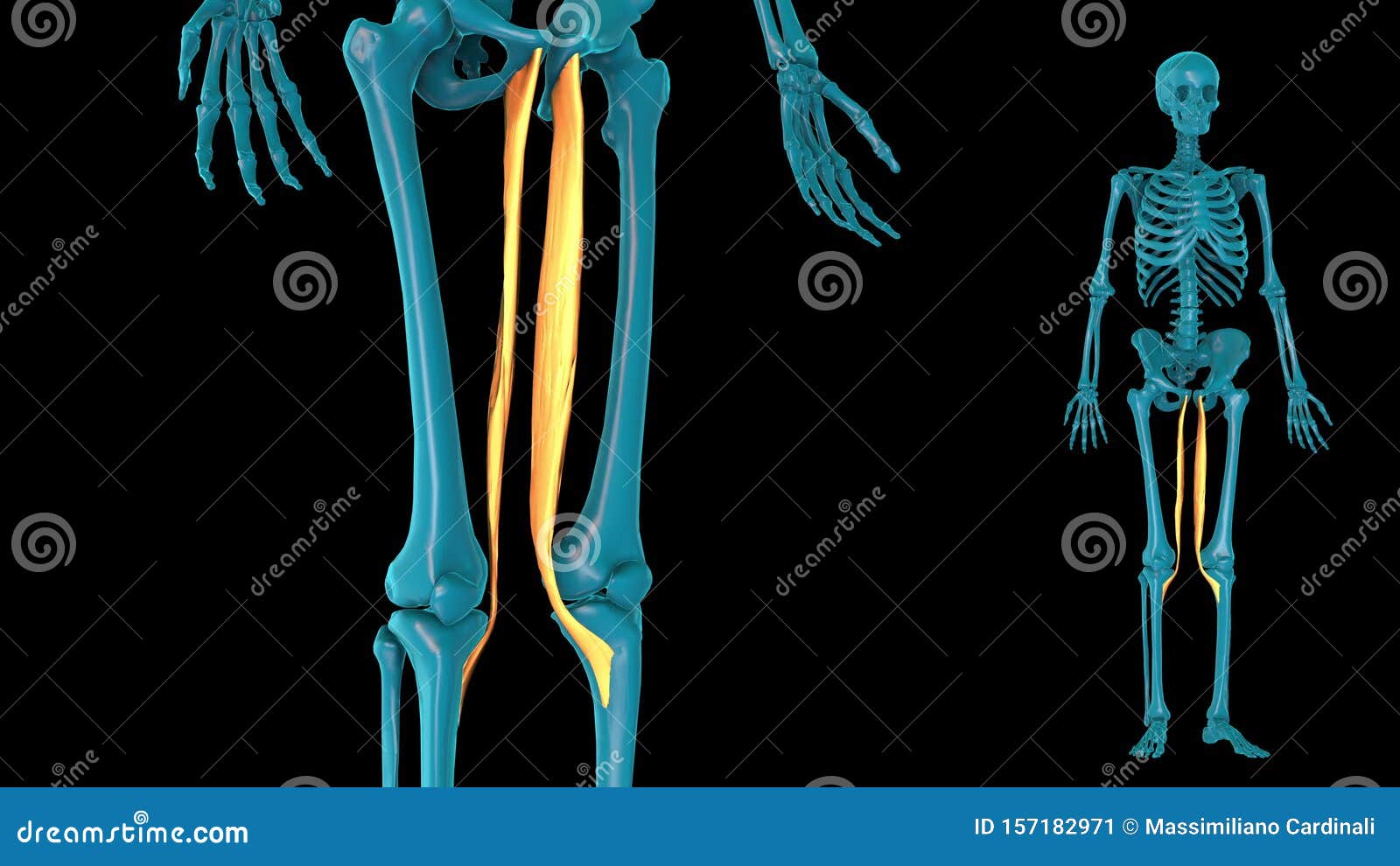 Gracilis - 3D model stock video. Video of femoris, faciae - 157182971