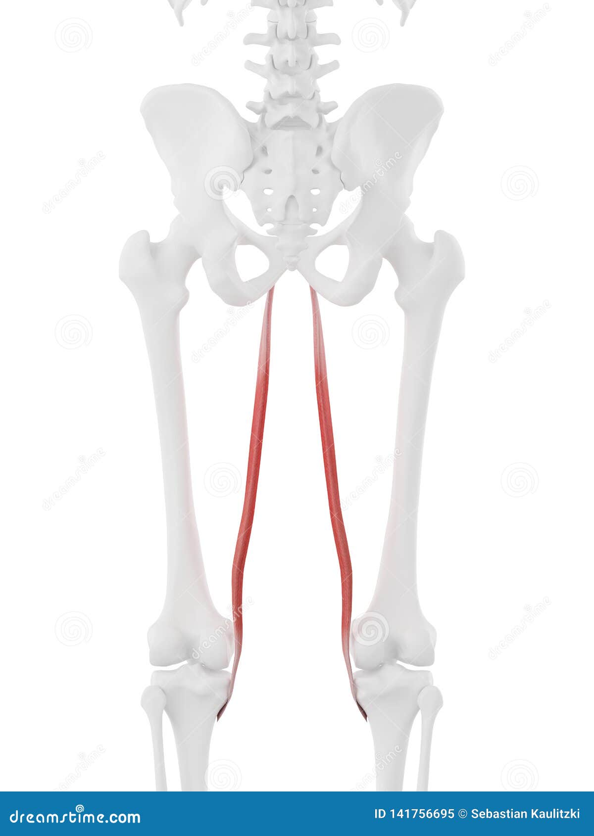 The Gracilis stock illustration. Illustration of artwork - 141756695